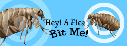 Kidshealth: Hey! A Flea Bit Me! | Akron Children's Hospital