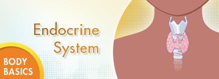 Kidshealth: Endocrine System | Akron Children's Hospital