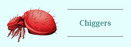 Kidshealth: Chiggers | Akron Children's Hospital