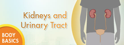 Kidshealth: Kidneys and Urinary Tract | Akron Children's Hospital