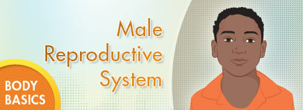 Kidshealth: Male Reproductive System | Akron Children's Hospital