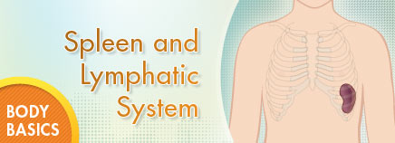 Kidshealth: Spleen and Lymphatic System | Akron Children's Hospital