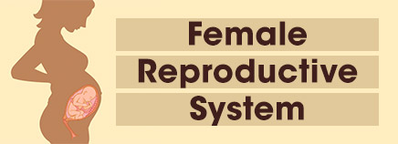 Kidshealth: Female Reproductive System (Slideshow) | Akron Children's ...