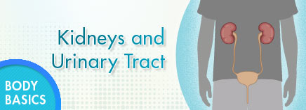 Kidshealth: Kidneys and Urinary Tract | Akron Children's Hospital