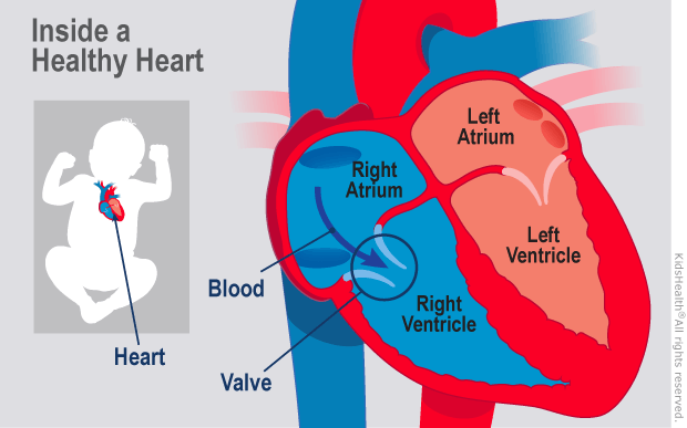 Kidshealth: Dictionary: Right Atrium | Akron Children's Hospital