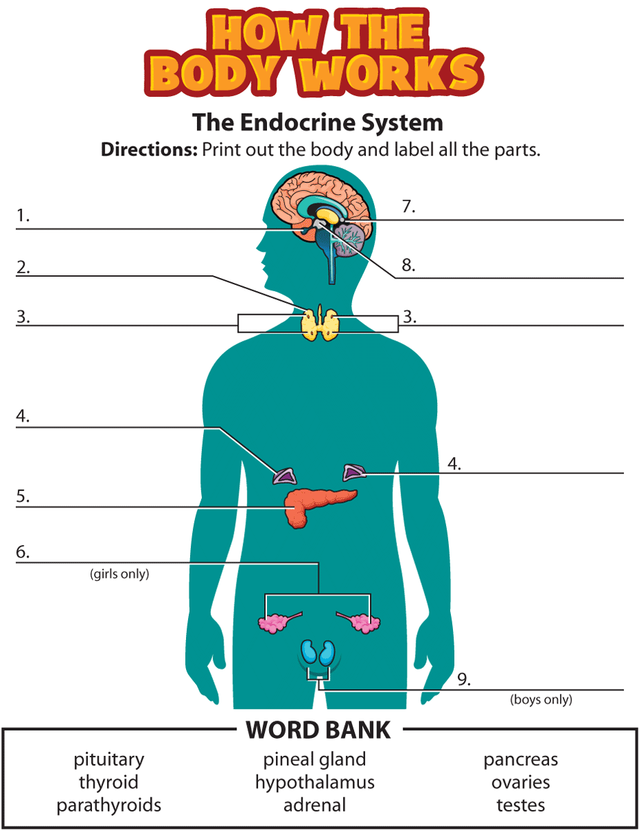 Kidshealth Activity Endocrine System Akron Children s